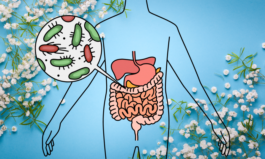 Equilibra tu flora intestinal | Escuela IGEM | Institut Guxens de ...